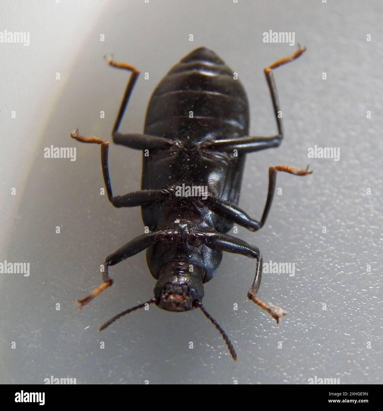 False Mealworm Beetle