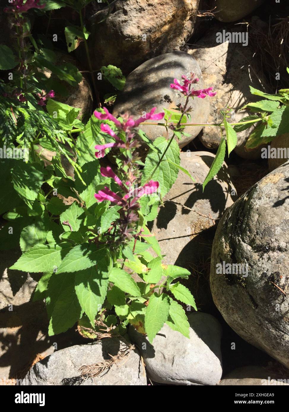 Coastal hedge nettle hi-res stock photography and images - Alamy