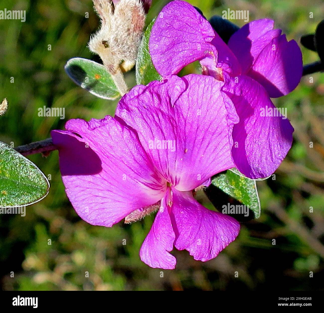 Hairy Capesweetpea (Podalyria burchellii Stock Photo - Alamy