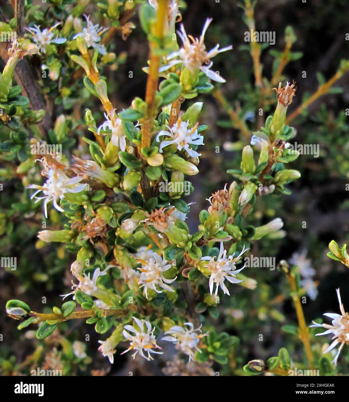 Coastal tree daisy (Olearia solandri Stock Photo - Alamy