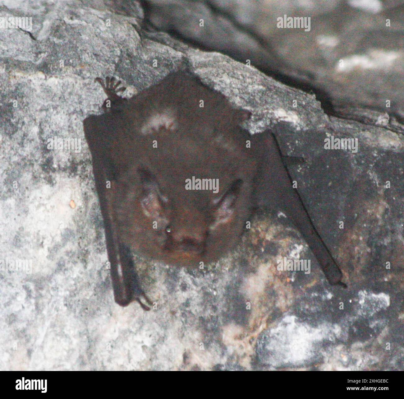 Sheath tailed bat hi-res stock photography and images - Alamy