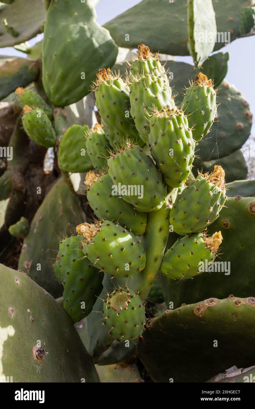 green cactus fruit and leaves with sharp spines in the field Stock ...