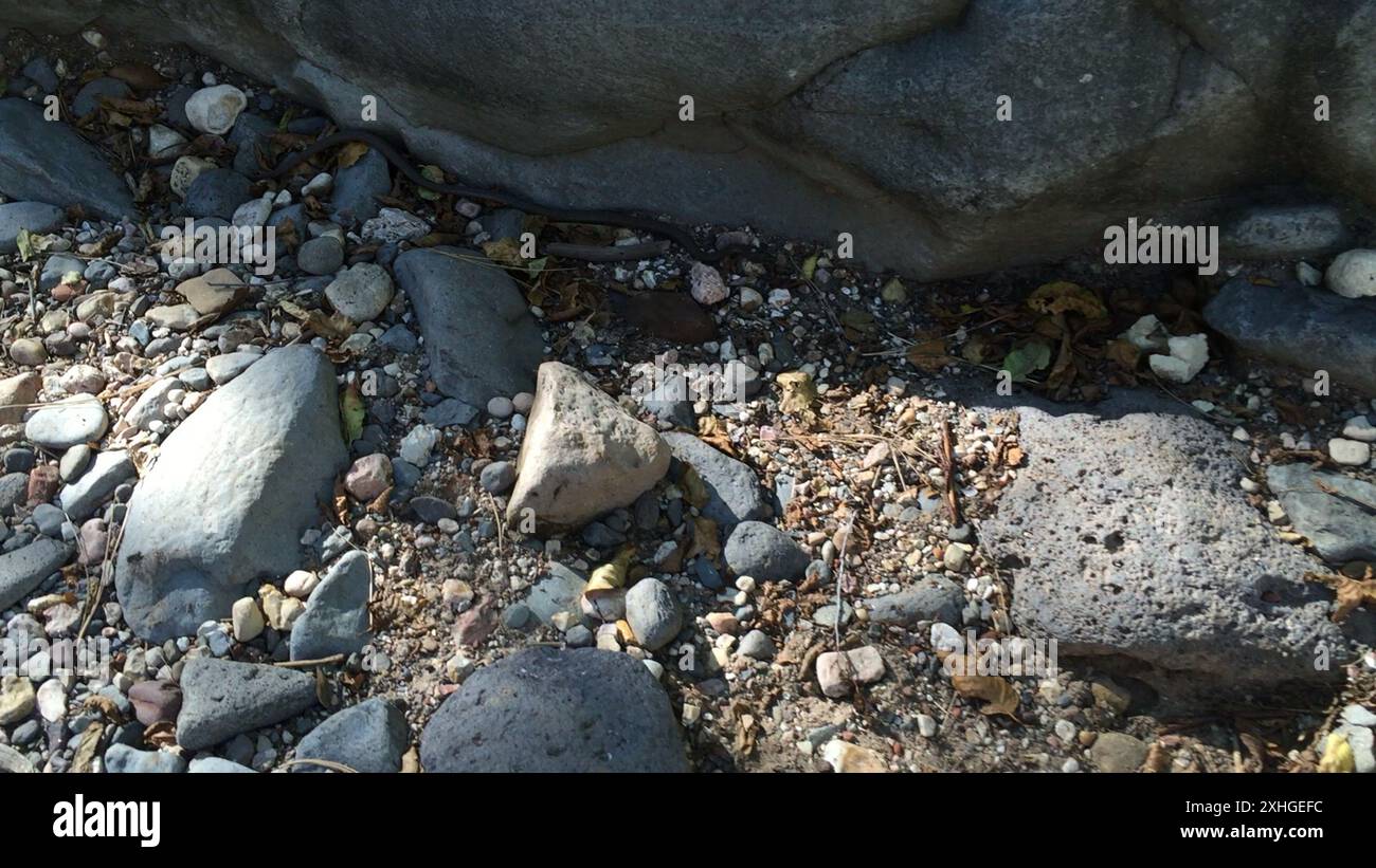 Narrowhead Garter Snake (Thamnophis rufipunctatus Stock Photo - Alamy