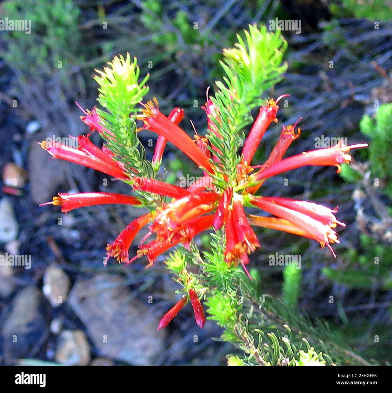 Golden Heath (Erica grandiflora grandiflora Stock Photo - Alamy