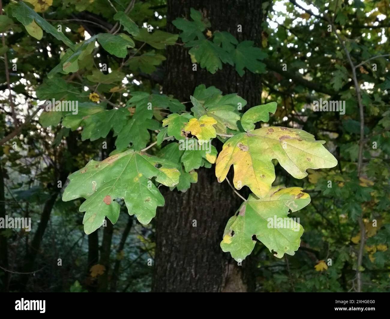 field maple (Acer campestre Stock Photo - Alamy