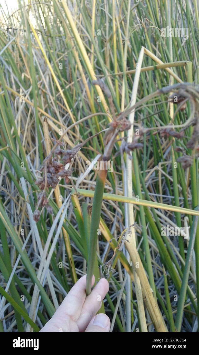 California bulrush (Schoenoplectus californicus Stock Photo - Alamy