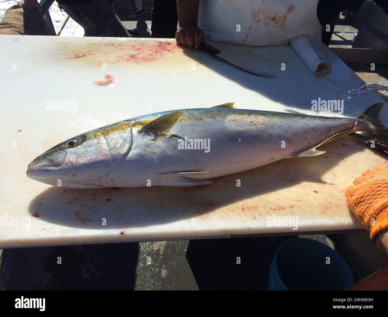 Yellowtail Kingfish (Seriola lalandi Stock Photo - Alamy