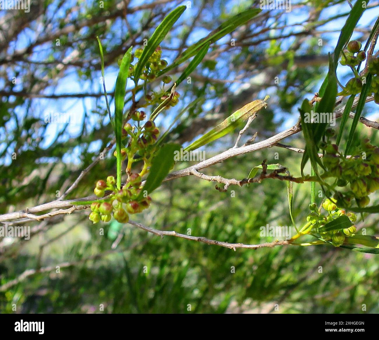Dodonaea angustifolia hi-res stock photography and images - Alamy