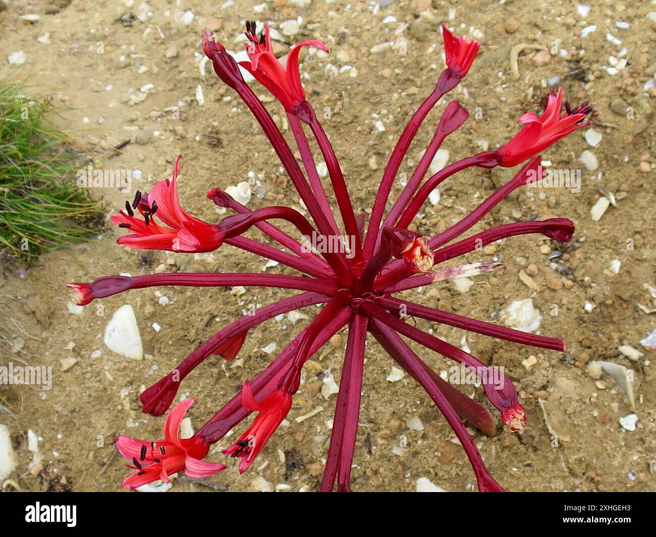 Brunsvigia orientalis hi-res stock photography and images - Alamy