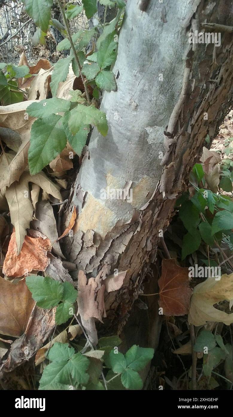 western sycamore (Platanus racemosa Stock Photo - Alamy