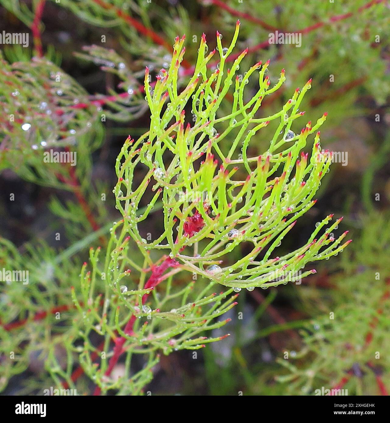 Common Pin Spiderhead (Serruria fasciflora Stock Photo - Alamy