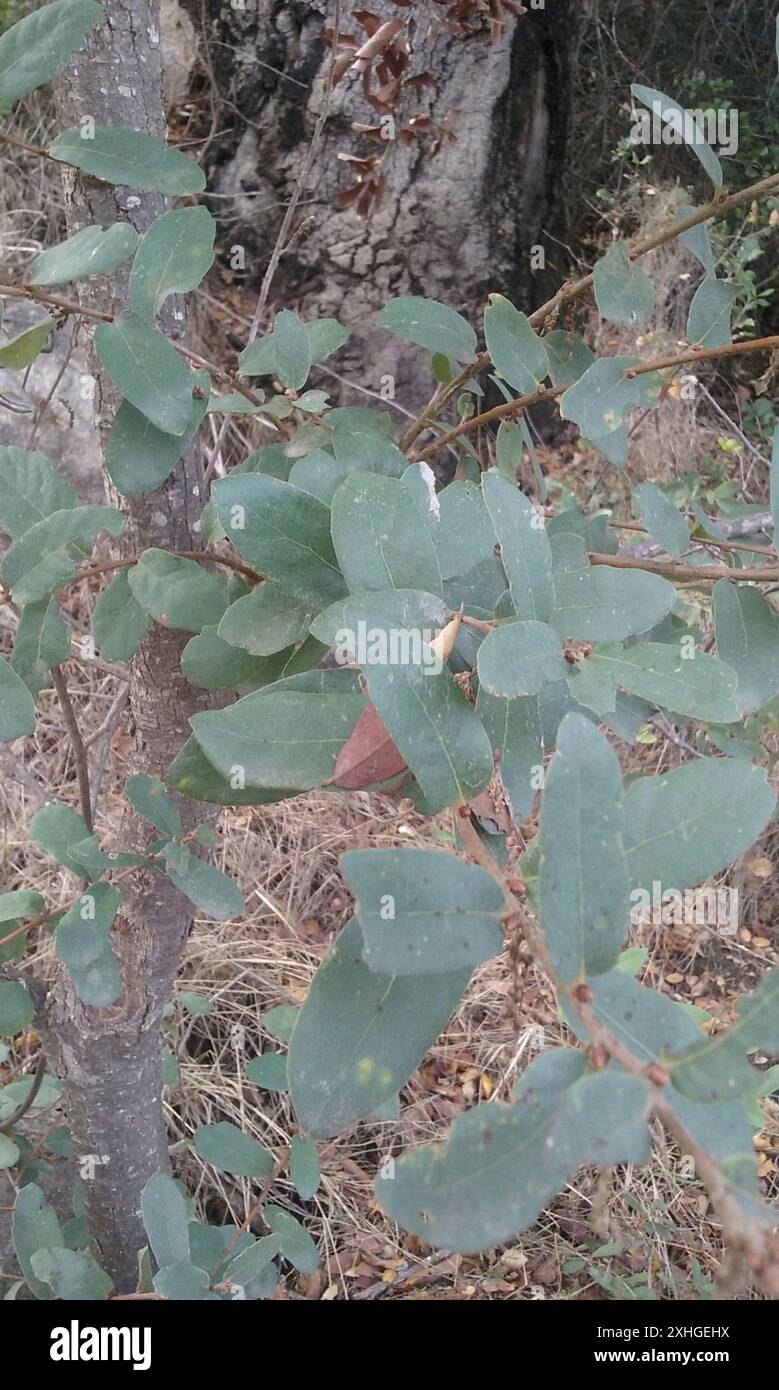 Engelmann oak (Quercus engelmannii Stock Photo - Alamy
