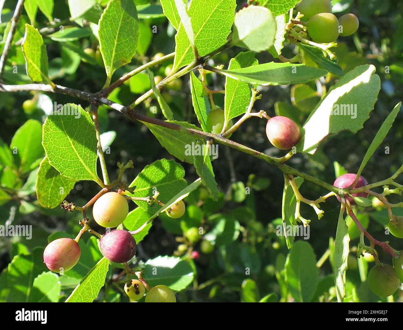 Forest spoonwood (Cassine peragua peragua Stock Photo - Alamy