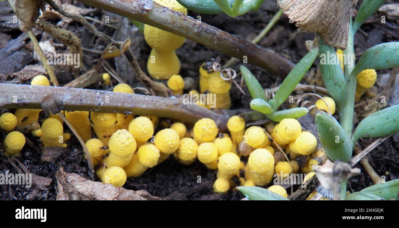 flowerpot parasol (Leucocoprinus birnbaumii Stock Photo - Alamy
