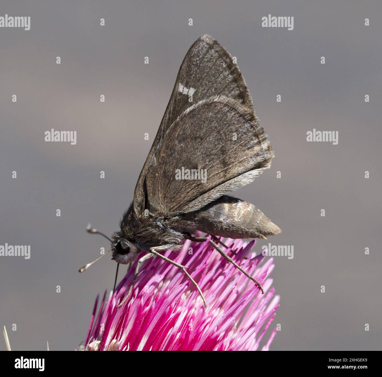 Viereck's Skipper (Atrytonopsis vierecki Stock Photo - Alamy