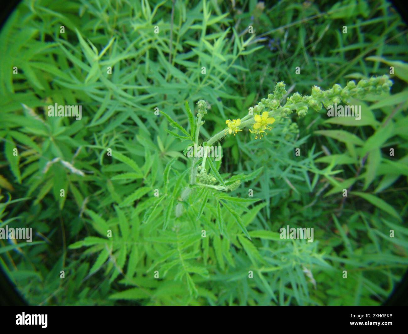 Agrimonia parviflora hi-res stock photography and images - Alamy