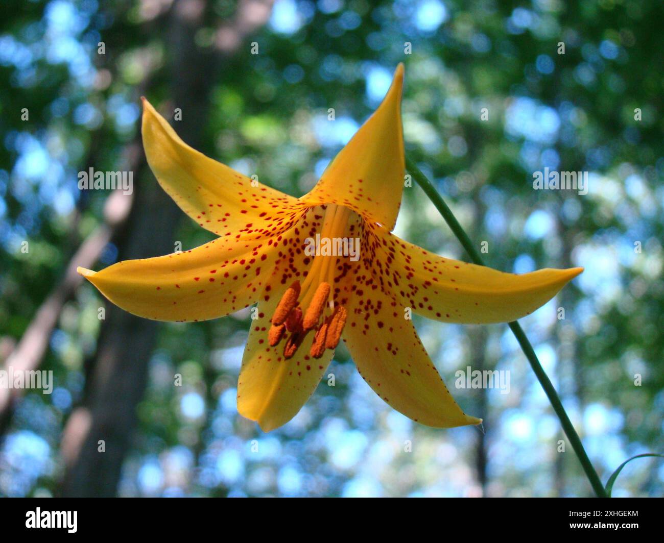 Canada lily (Lilium canadense Stock Photo - Alamy