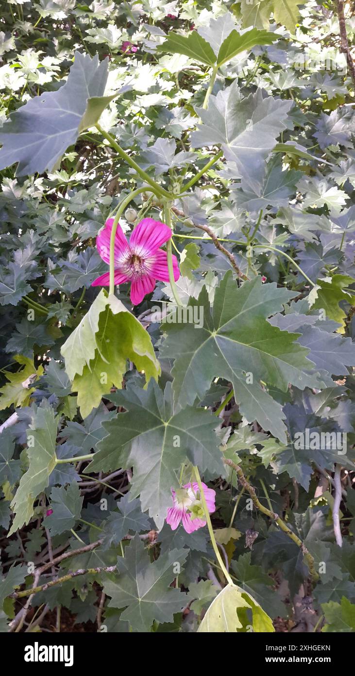 Island Mallow (Malva assurgentiflora Stock Photo - Alamy