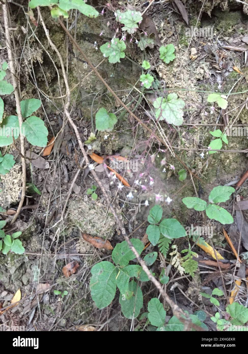 crevice alumroot (Heuchera micrantha Stock Photo - Alamy