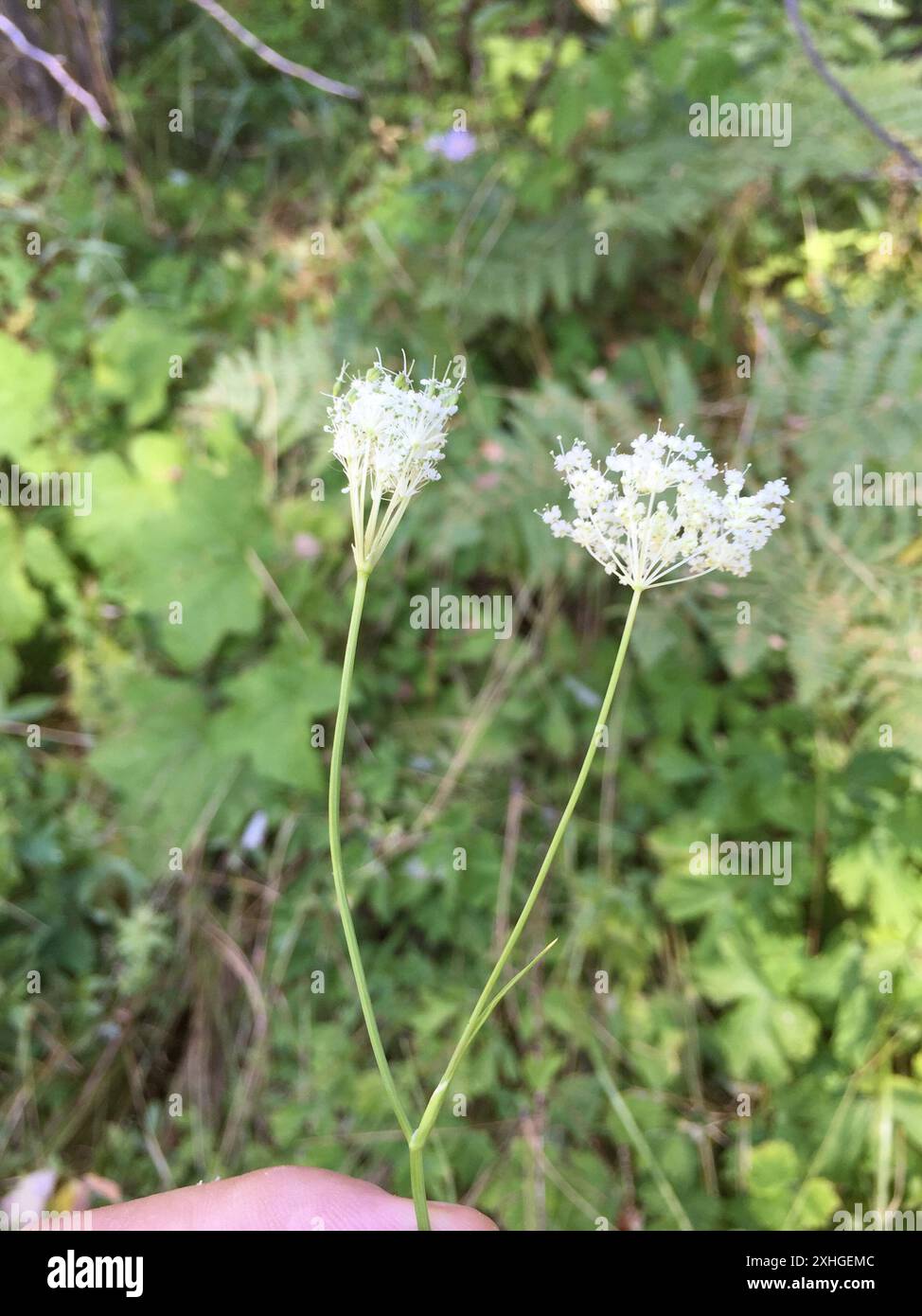 Perideridia hi-res stock photography and images - Alamy