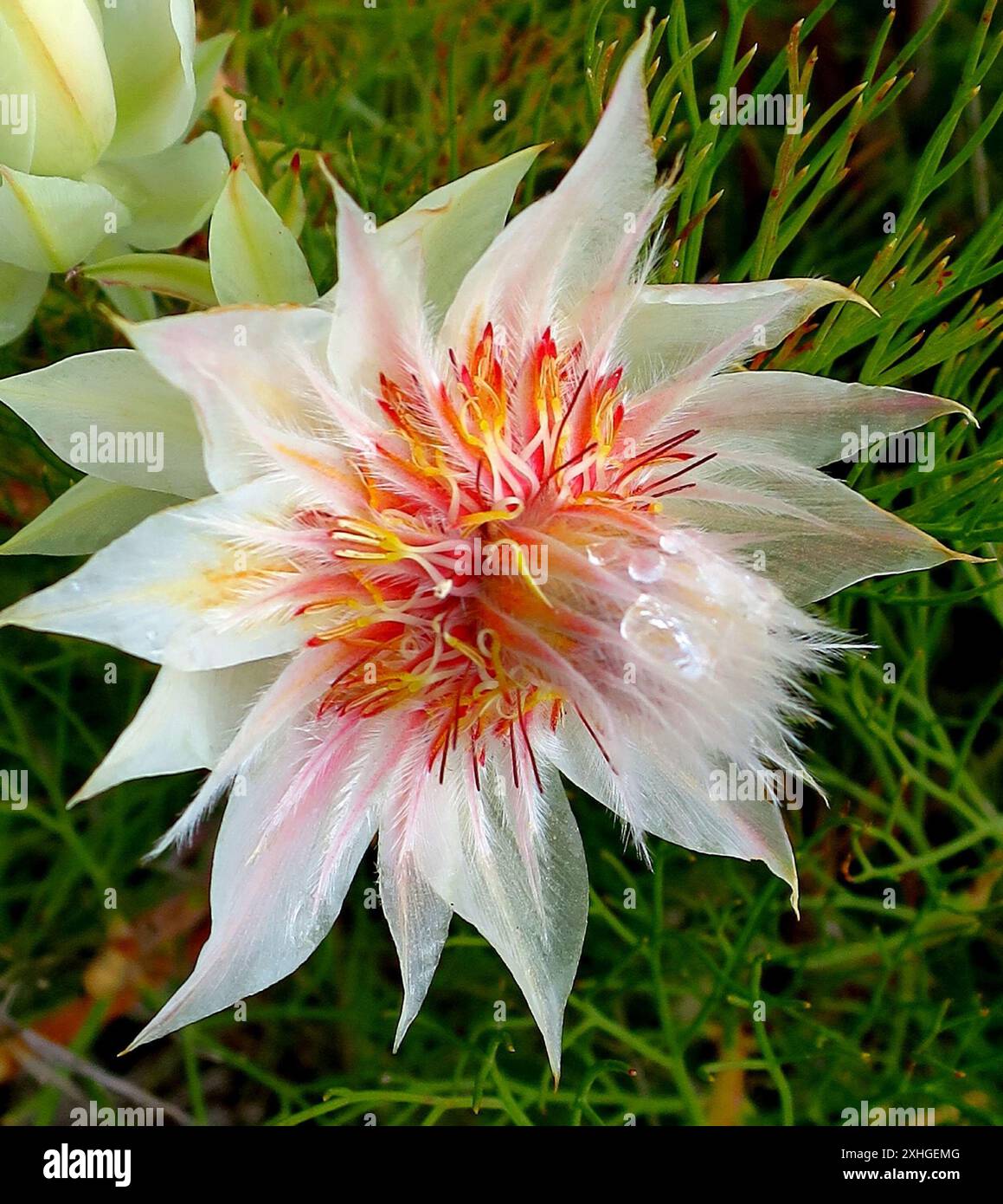 Serruria florida hi-res stock photography and images - Alamy