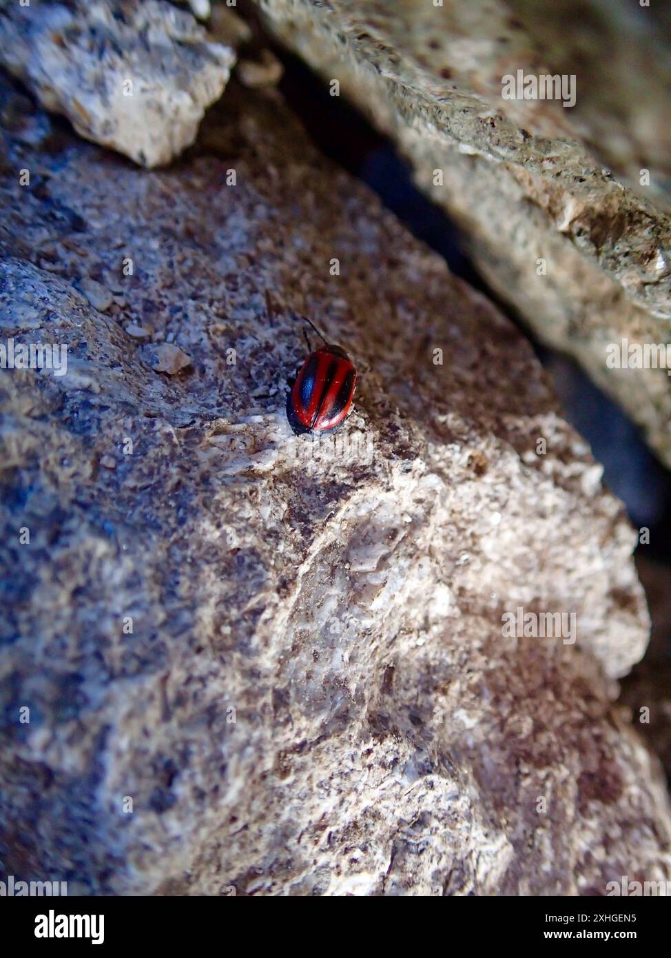 Turnip beetle hi-res stock photography and images - Alamy