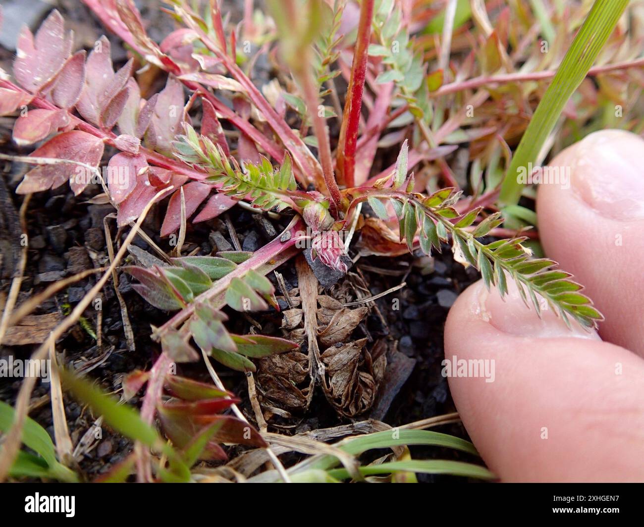 Ross' Avens (Geum rossii Stock Photo - Alamy