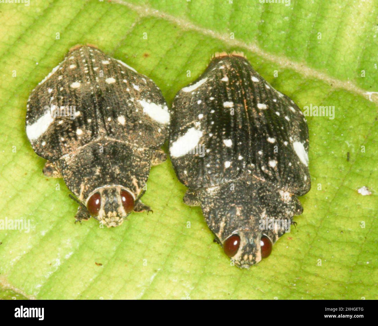 Polybothris hi-res stock photography and images - Alamy
