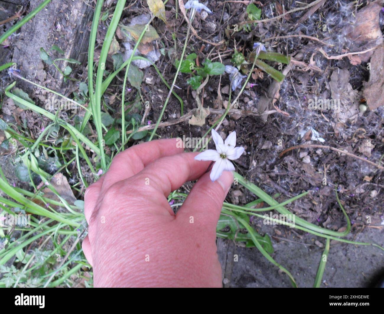 Spring starflower (Ipheion uniflorum Stock Photo - Alamy