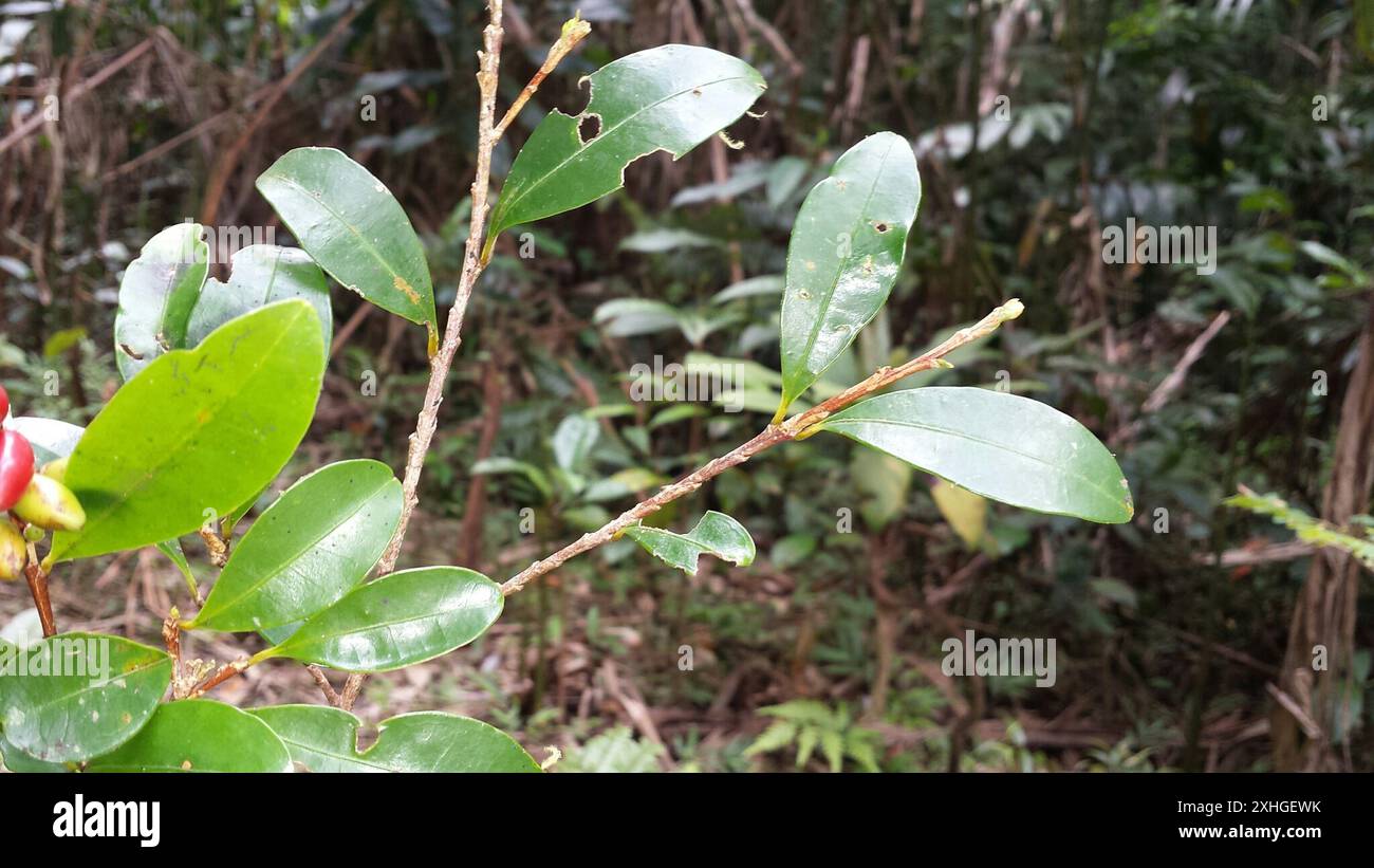 coca trees (Erythroxylum Stock Photo - Alamy