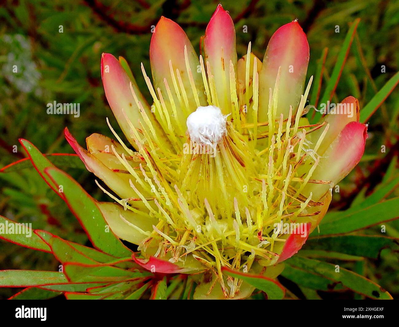 Common Sugarbush (Protea repens Stock Photo - Alamy
