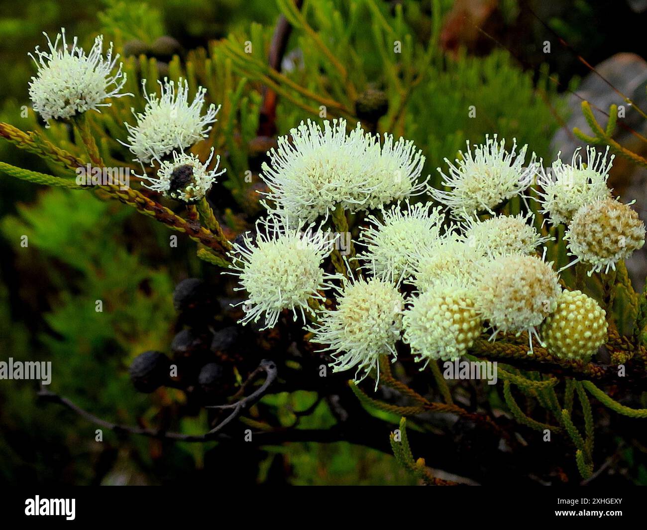 Cone Stompie (Brunia noduliflora Stock Photo - Alamy
