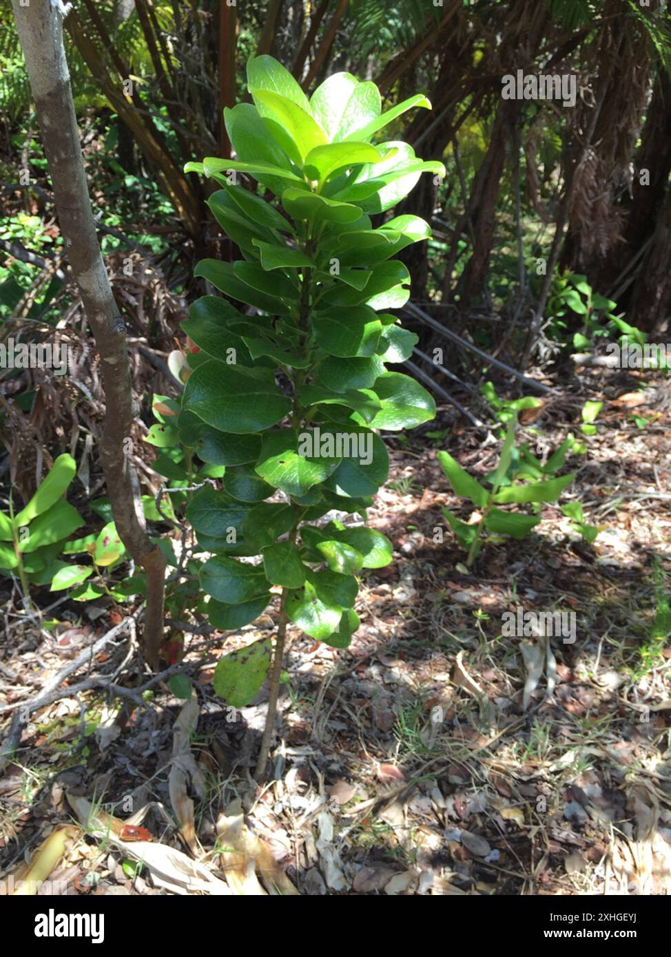 Ilex anomala hi-res stock photography and images - Alamy