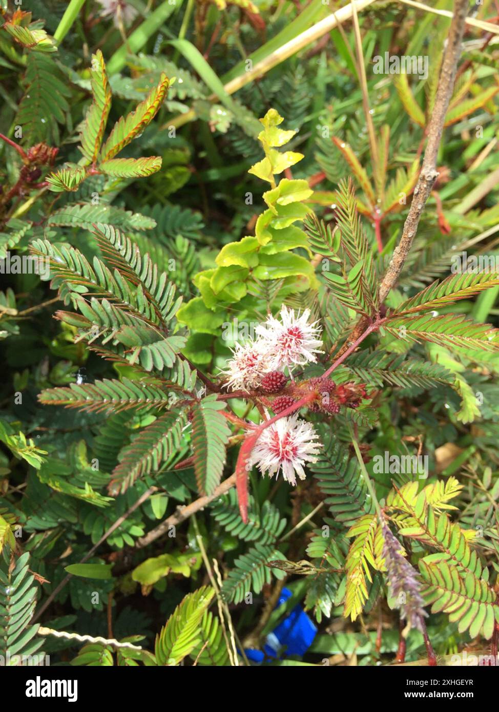 Sensitive Plant (Mimosa pudica Stock Photo - Alamy