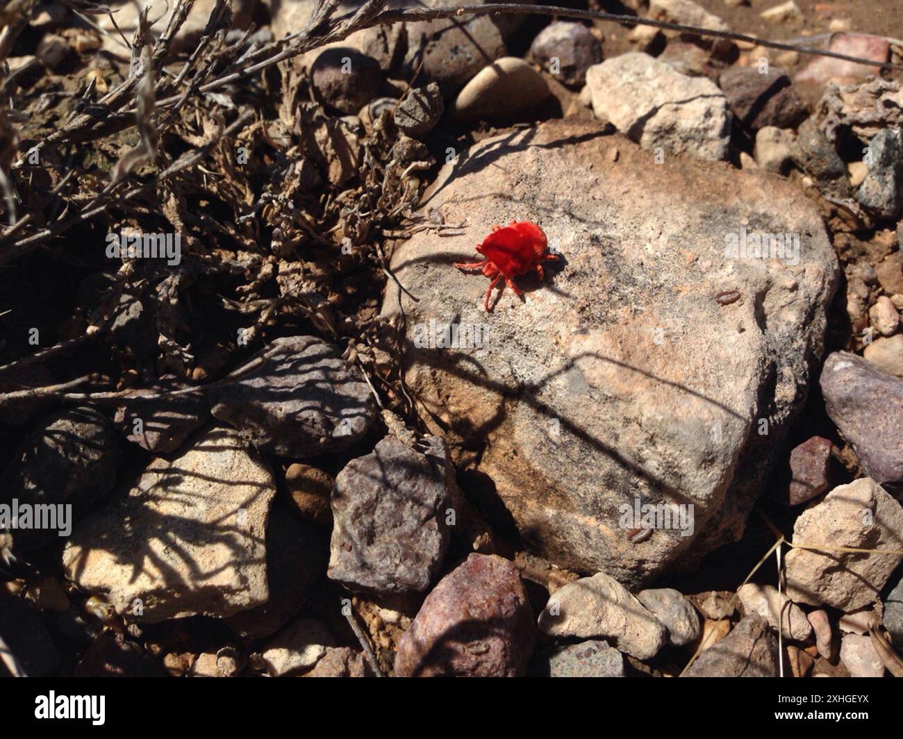Giant Velvet Mites (Dinothrombium Stock Photo - Alamy