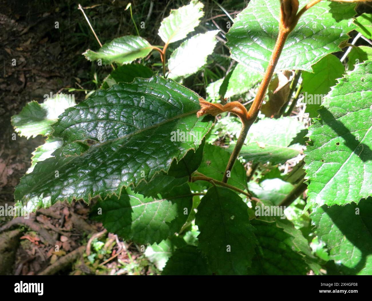 Assegai tree hi-res stock photography and images - Alamy