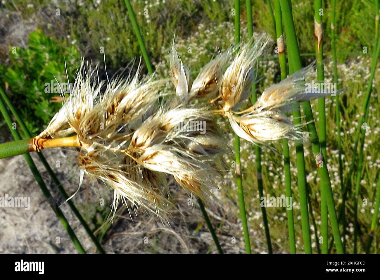 Silver Arrowreed (Ceratocaryum argenteum Stock Photo - Alamy