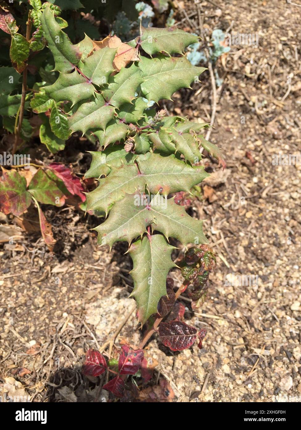 California barberry (Berberis pinnata Stock Photo - Alamy