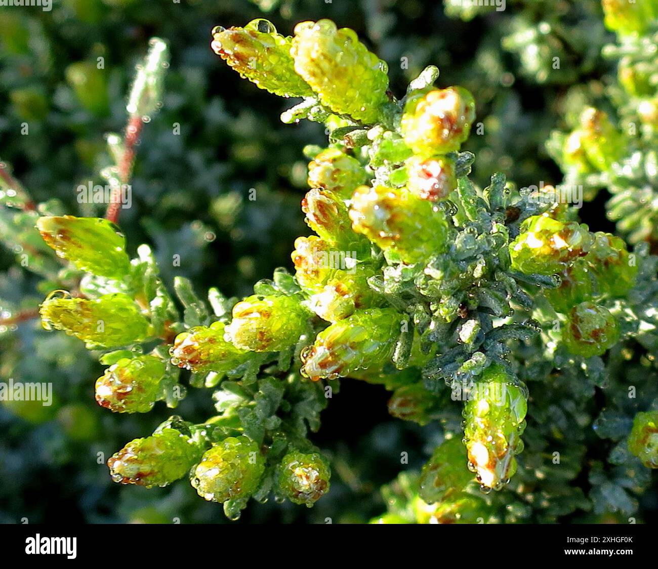 Ash Gumbush (Pteronia incana Stock Photo - Alamy