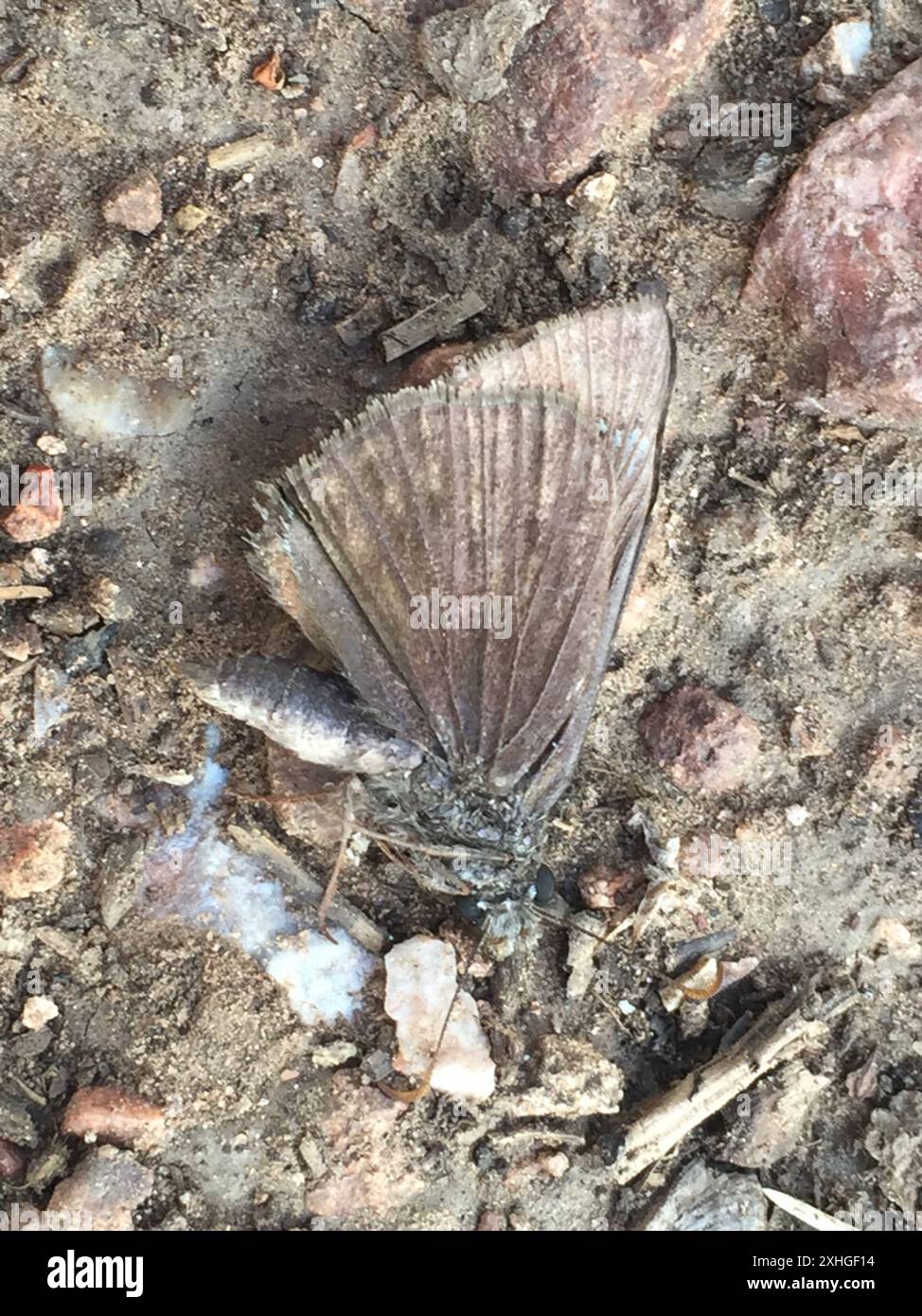 Meridian Duskywing (Erynnis meridianus Stock Photo - Alamy
