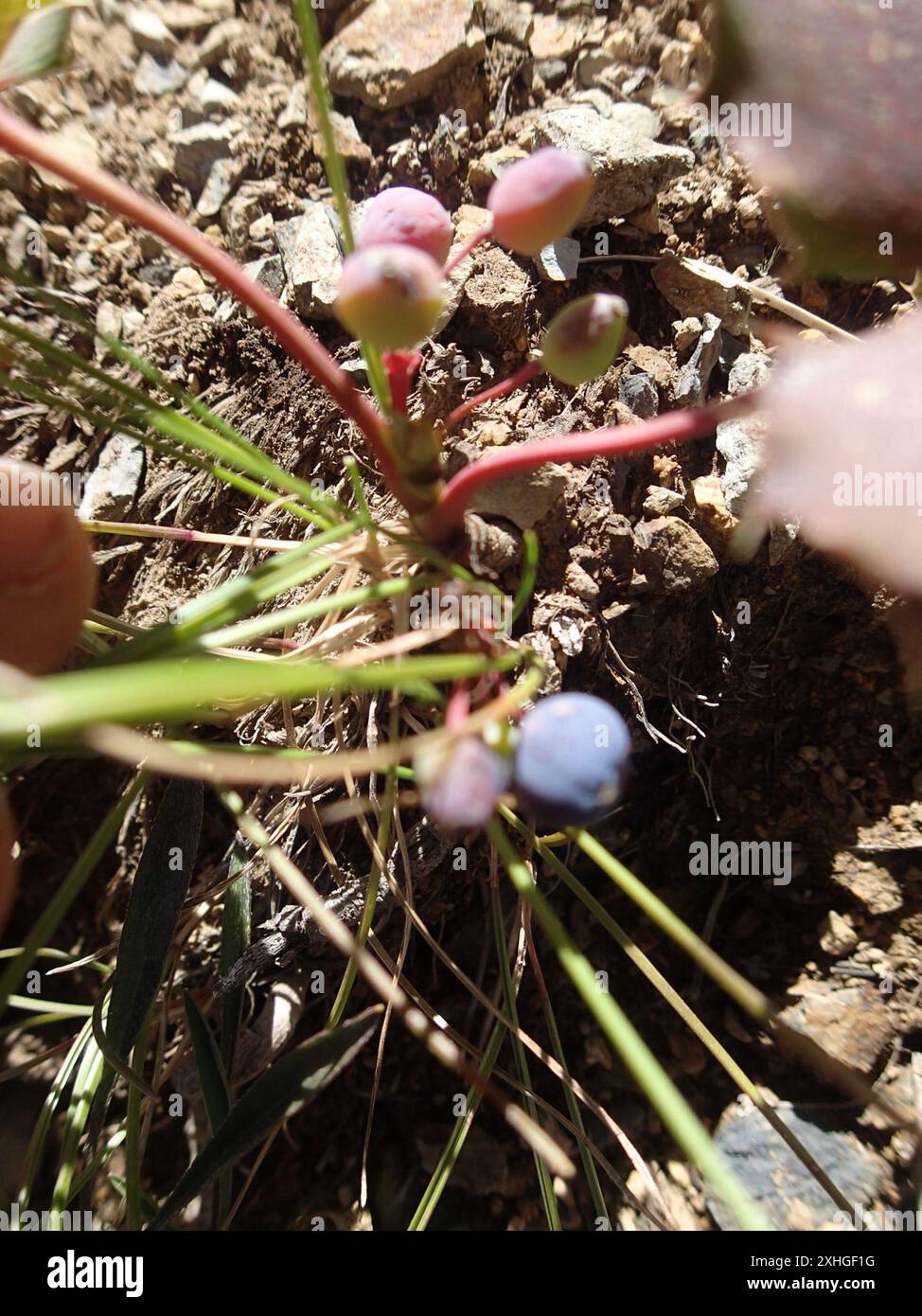 Creeping mahonia hi-res stock photography and images - Alamy