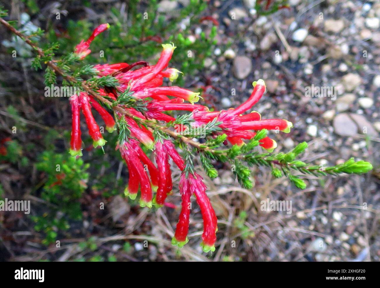 George Onecolour Heath (Erica unicolor georgensis Stock Photo - Alamy