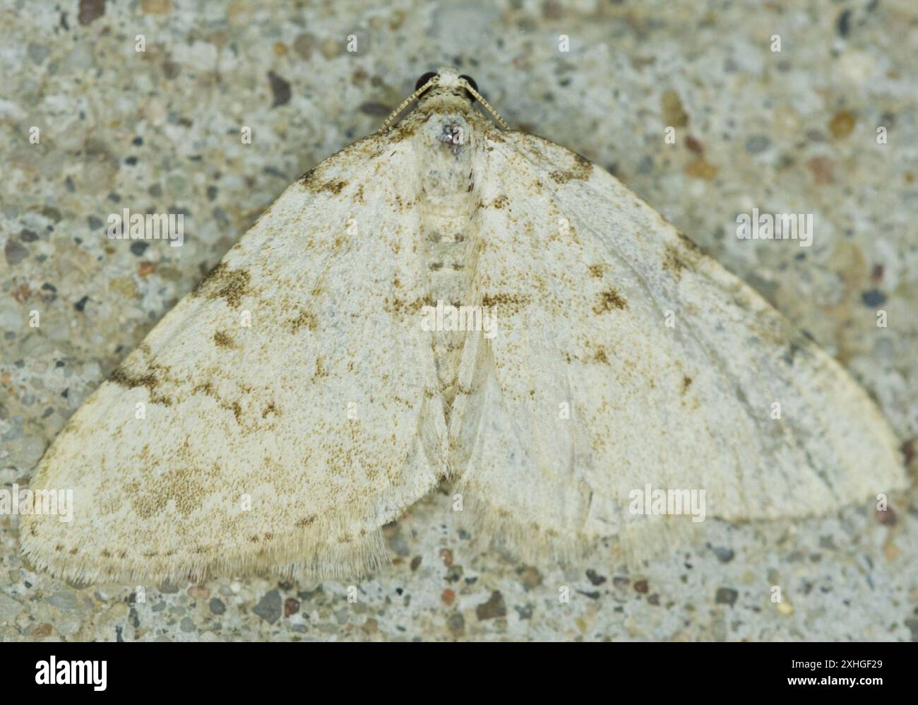 Carpet Moths (Larentiinae Stock Photo - Alamy