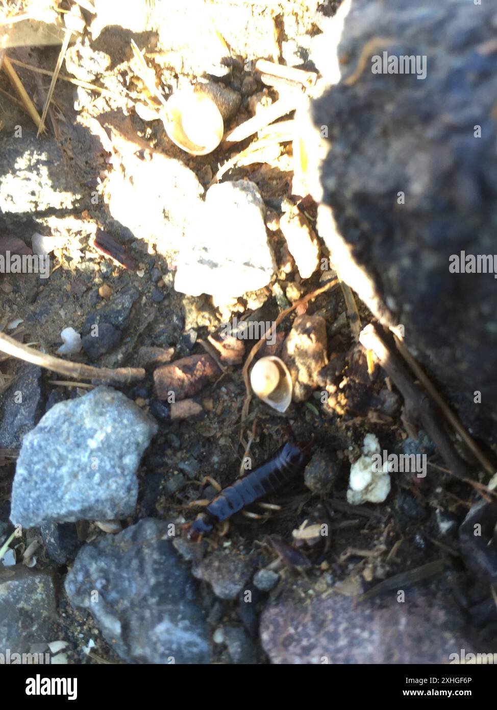 Maritime Earwig (Anisolabis maritima Stock Photo - Alamy