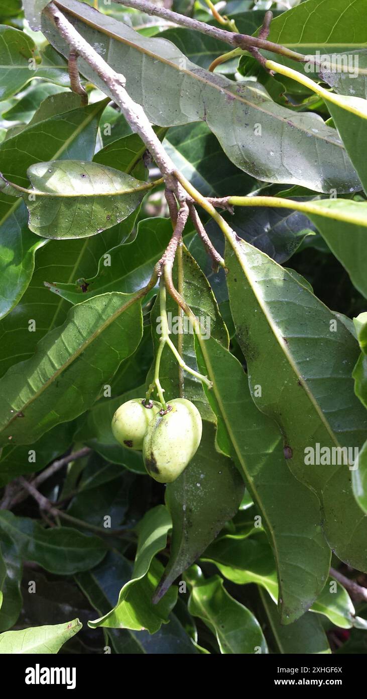 Micronychia hi-res stock photography and images - Alamy