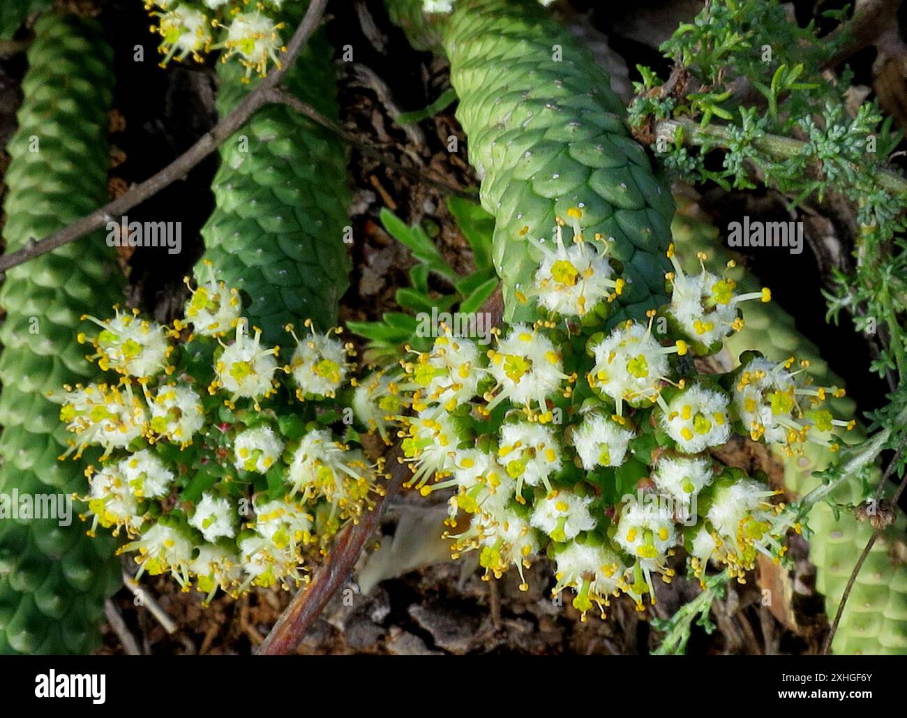 Vingerpol Milkbush (Euphorbia esculenta Stock Photo - Alamy