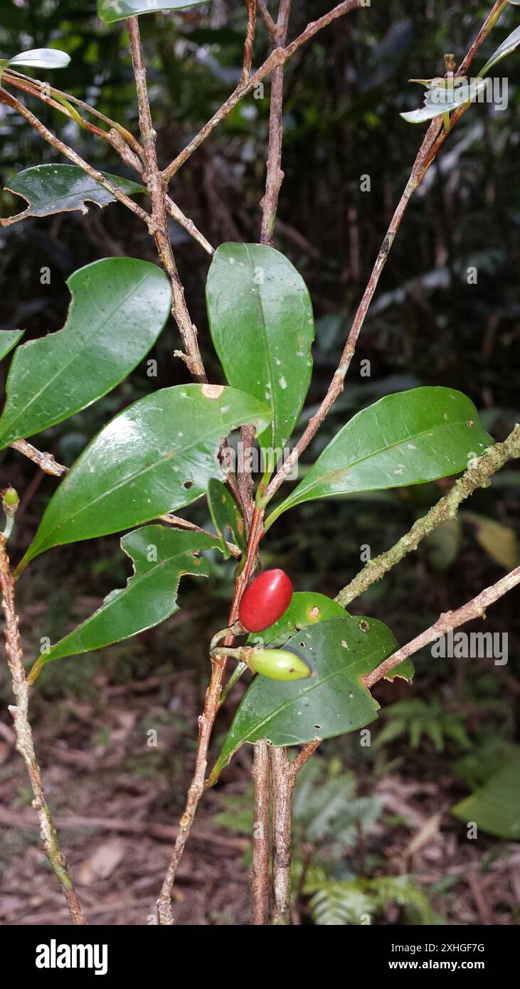 coca trees (Erythroxylum Stock Photo - Alamy