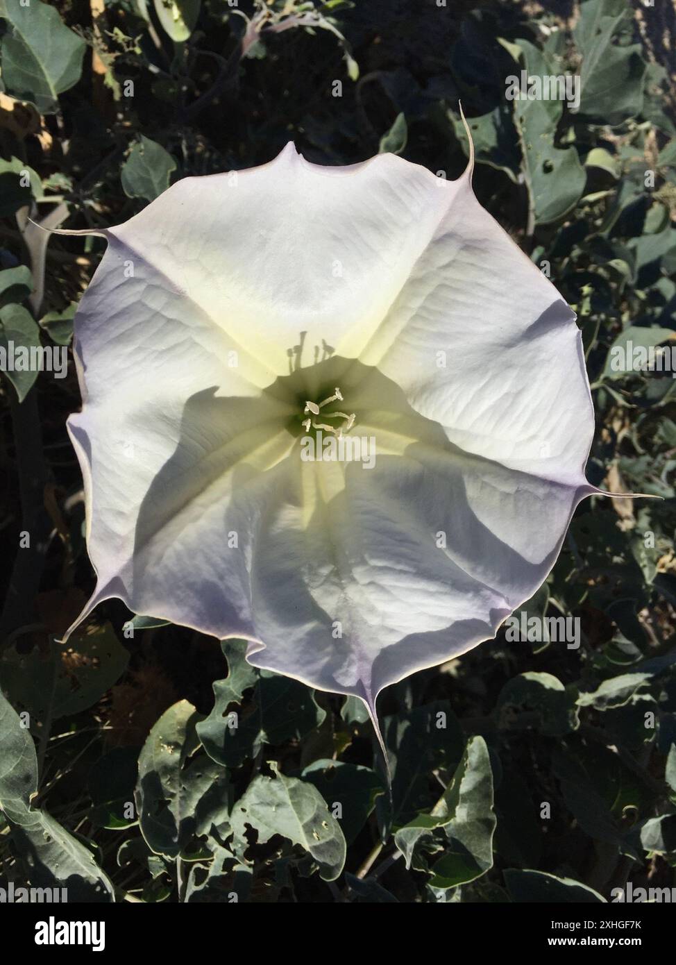 Sacred Datura (Datura wrightii Stock Photo - Alamy
