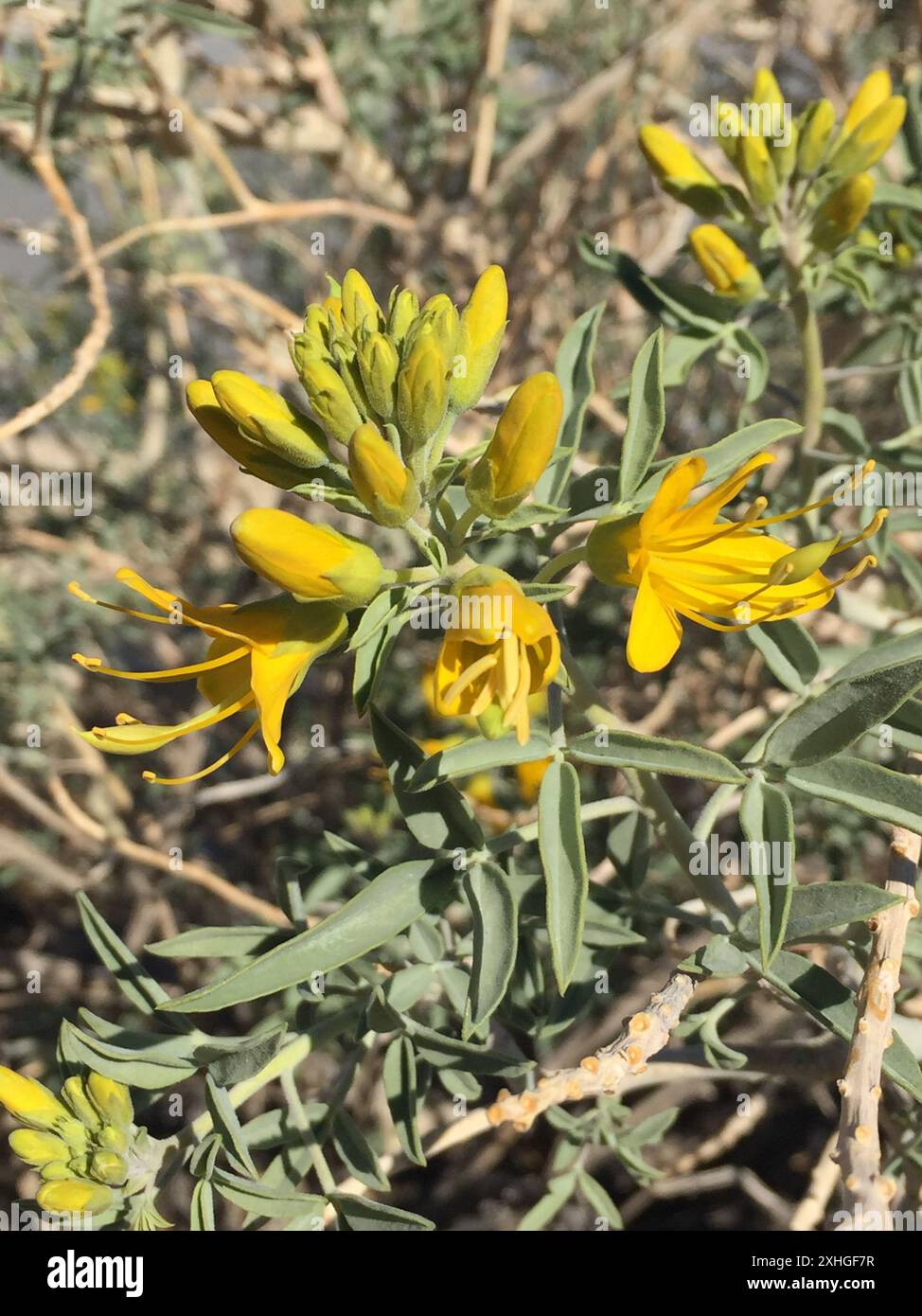 Cleomella arborea hi-res stock photography and images - Alamy