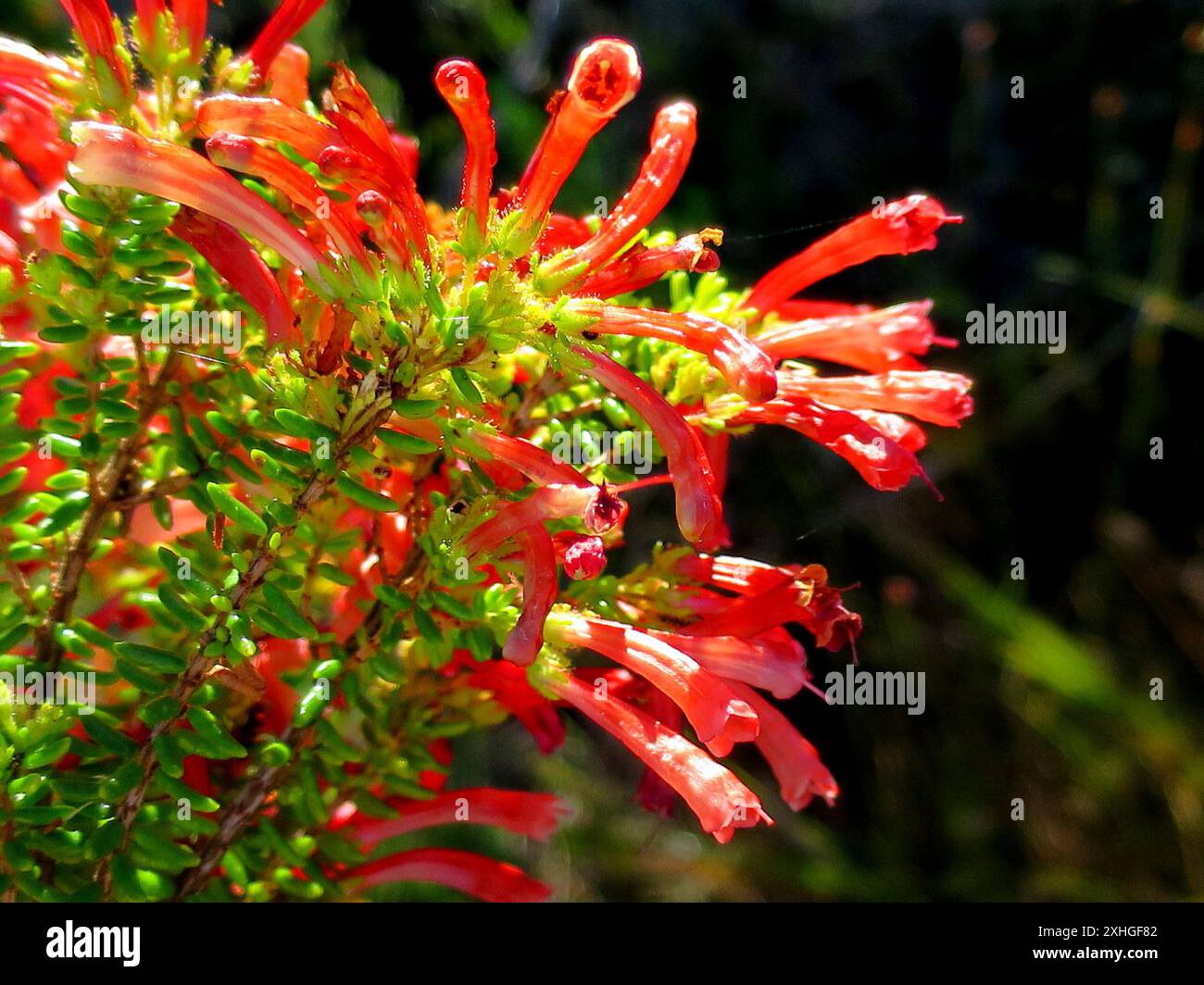 Ridged Glandular Heath (Erica glandulosa fourcadei Stock Photo - Alamy
